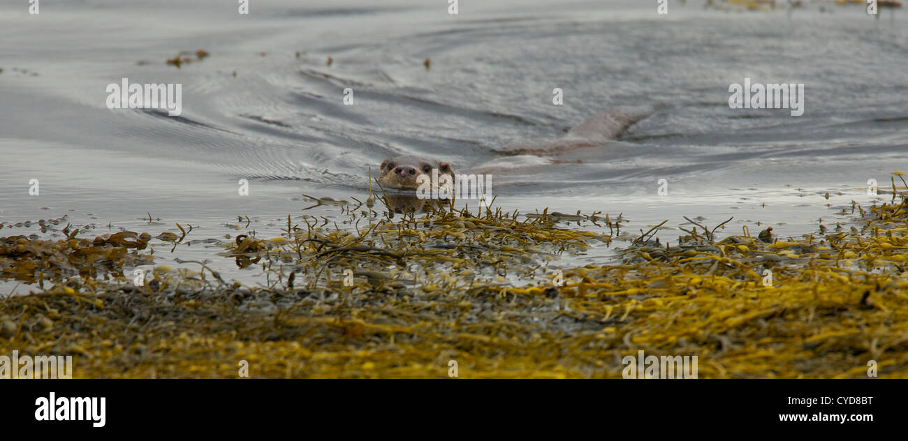 Otters of the Isle of Mull Stock Photo - Alamy