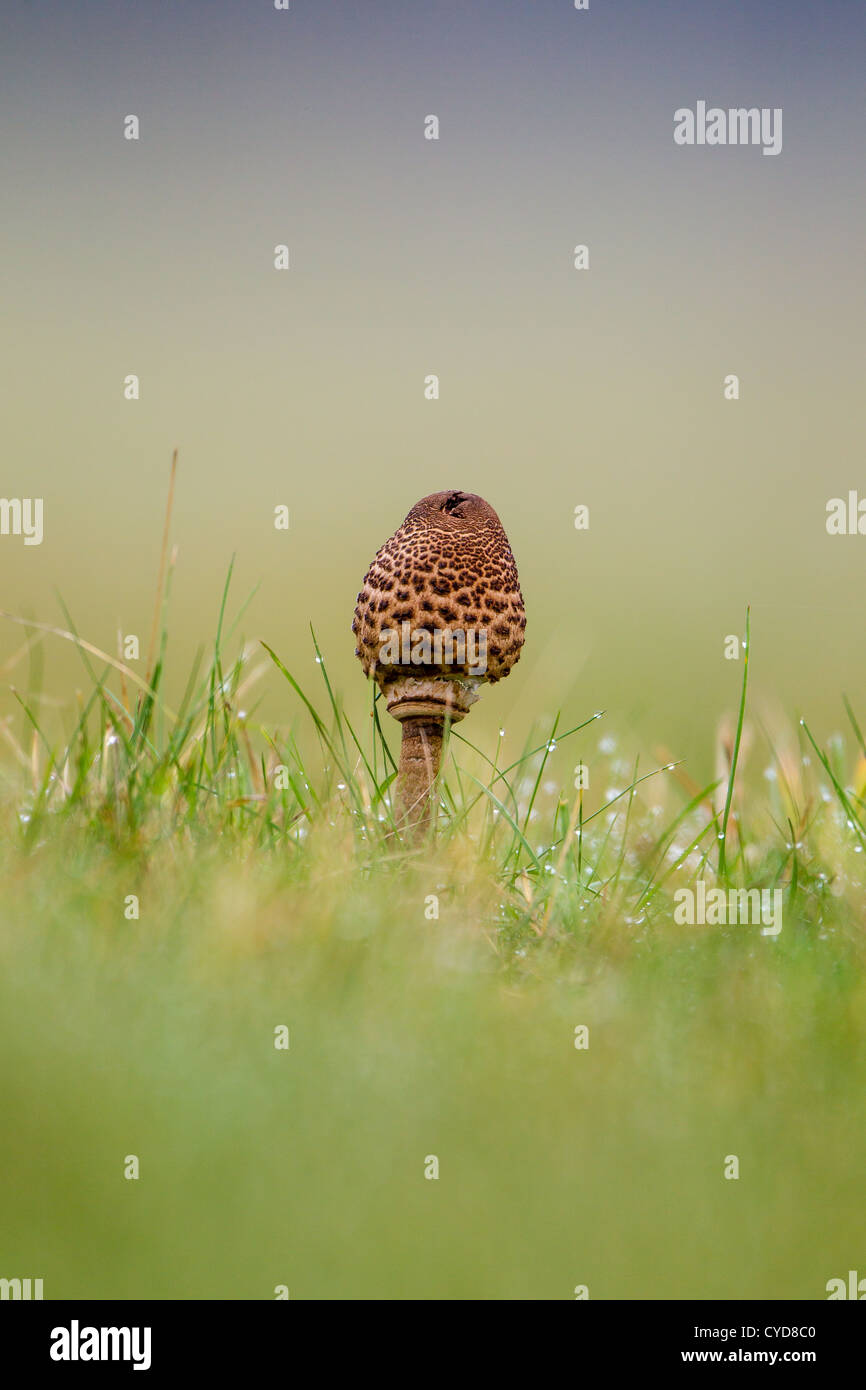 Thick brown scales hi-res stock photography and images - Alamy