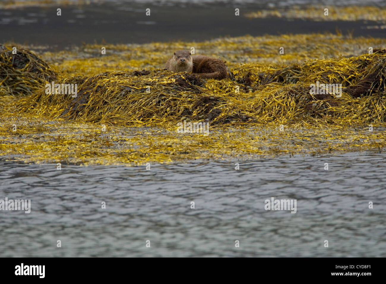 Otters of the Isle of Mull Stock Photo - Alamy