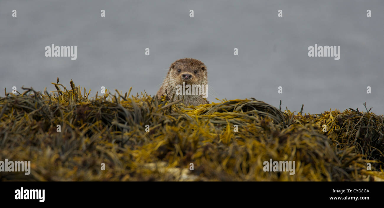 Otters of the Isle of Mull Stock Photo - Alamy