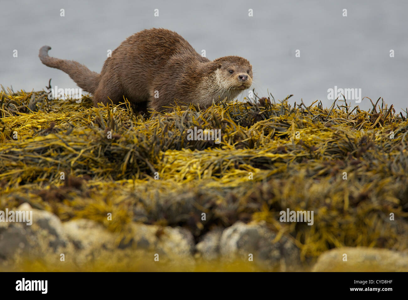 Otters of the Isle of Mull Stock Photo - Alamy