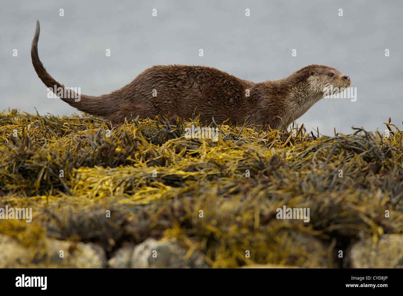 Otters of the Isle of Mull Stock Photo - Alamy