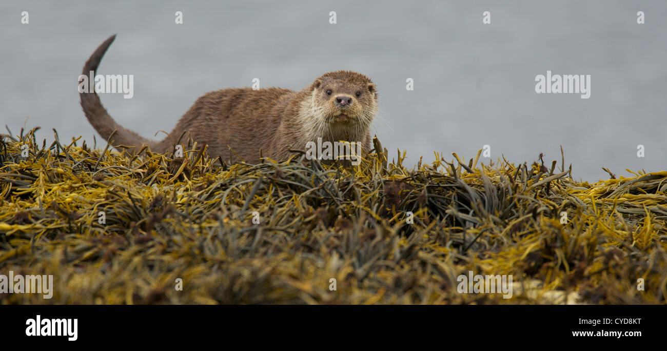 Otters of the Isle of Mull Stock Photo - Alamy