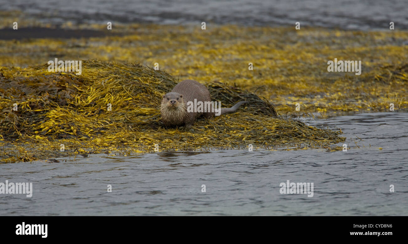 Otters of the Isle of Mull Stock Photo - Alamy