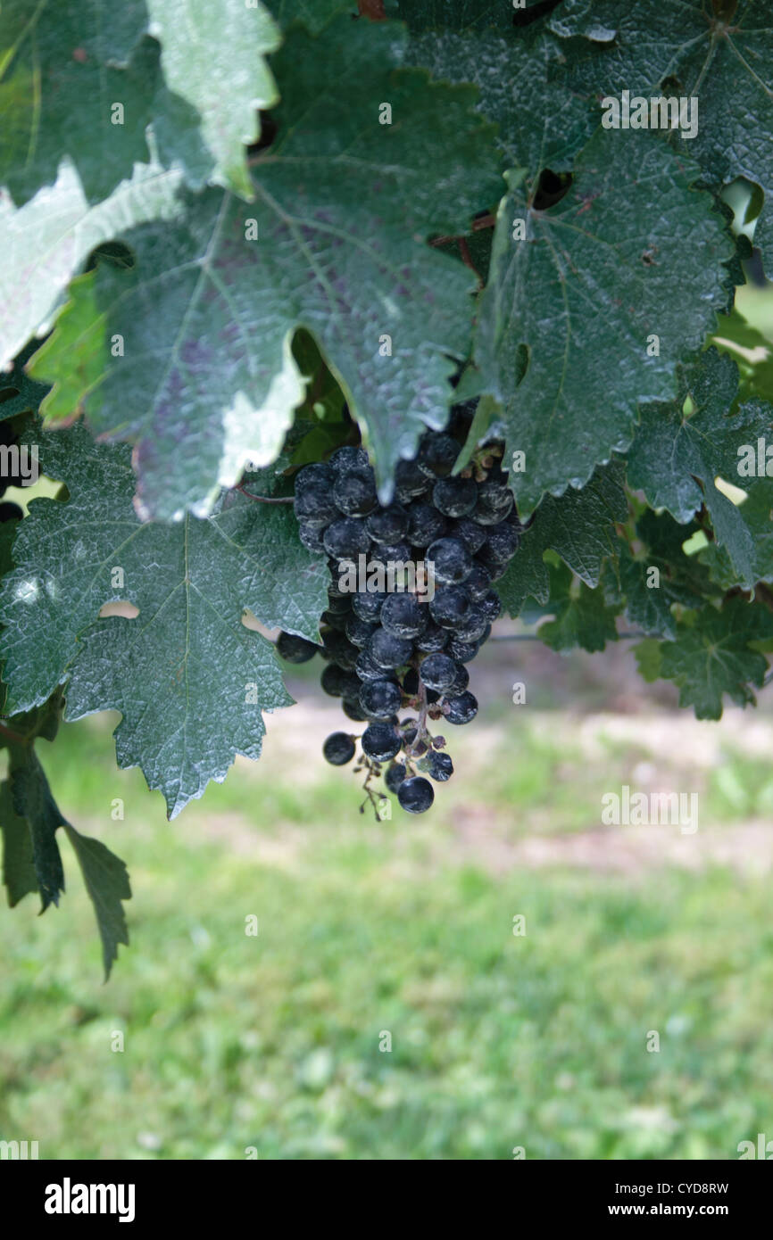 Wine inc hi-res stock photography and images - Alamy