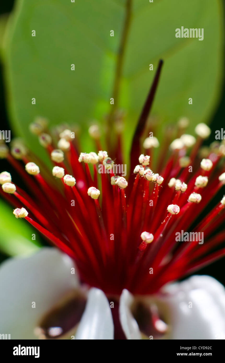 Red Guava Fruit High Resolution Stock Photography and Images - Alamy