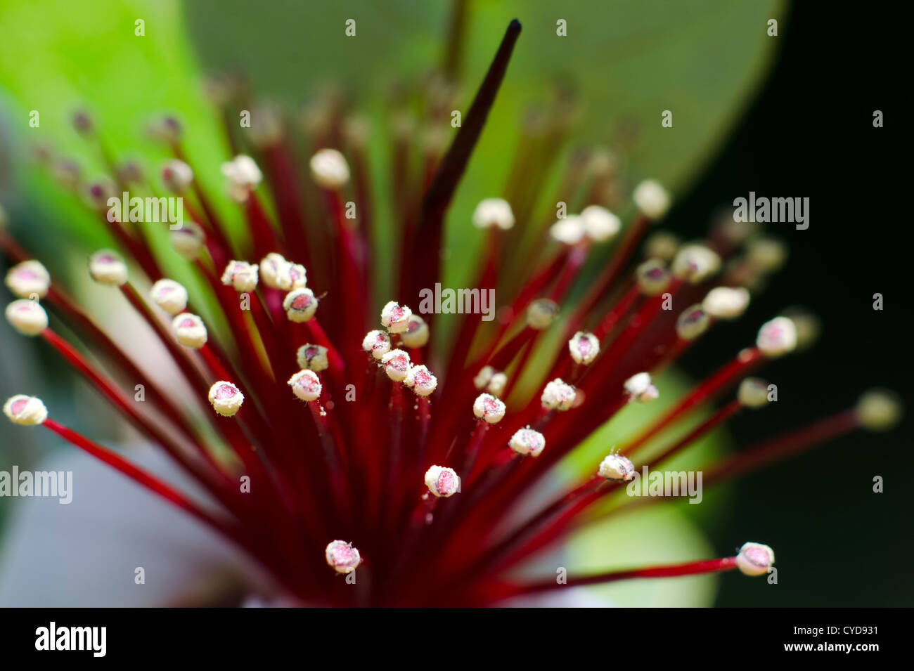 Red Guava Fruit High Resolution Stock Photography and Images - Alamy