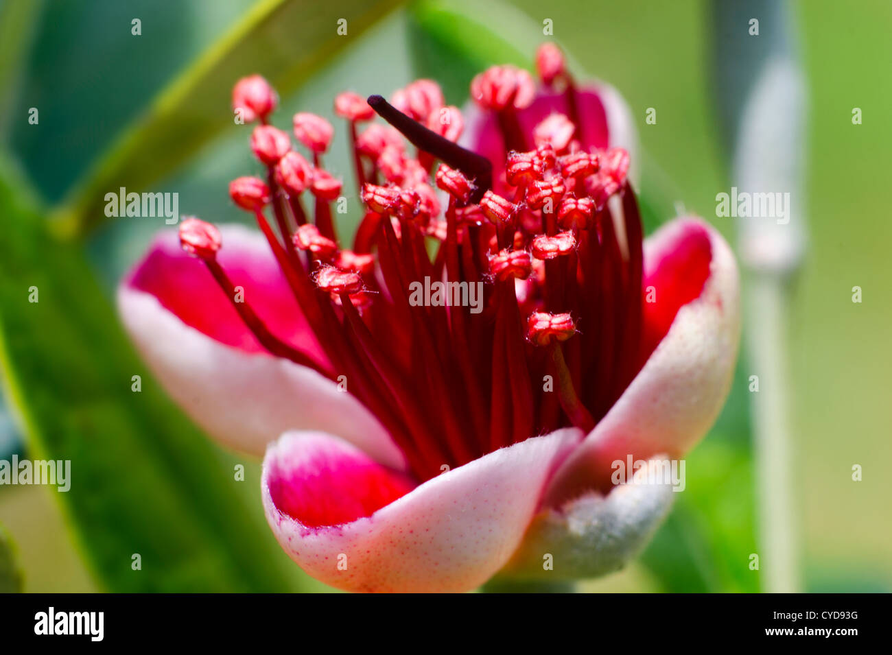 Red Guava Fruit High Resolution Stock Photography and Images - Alamy