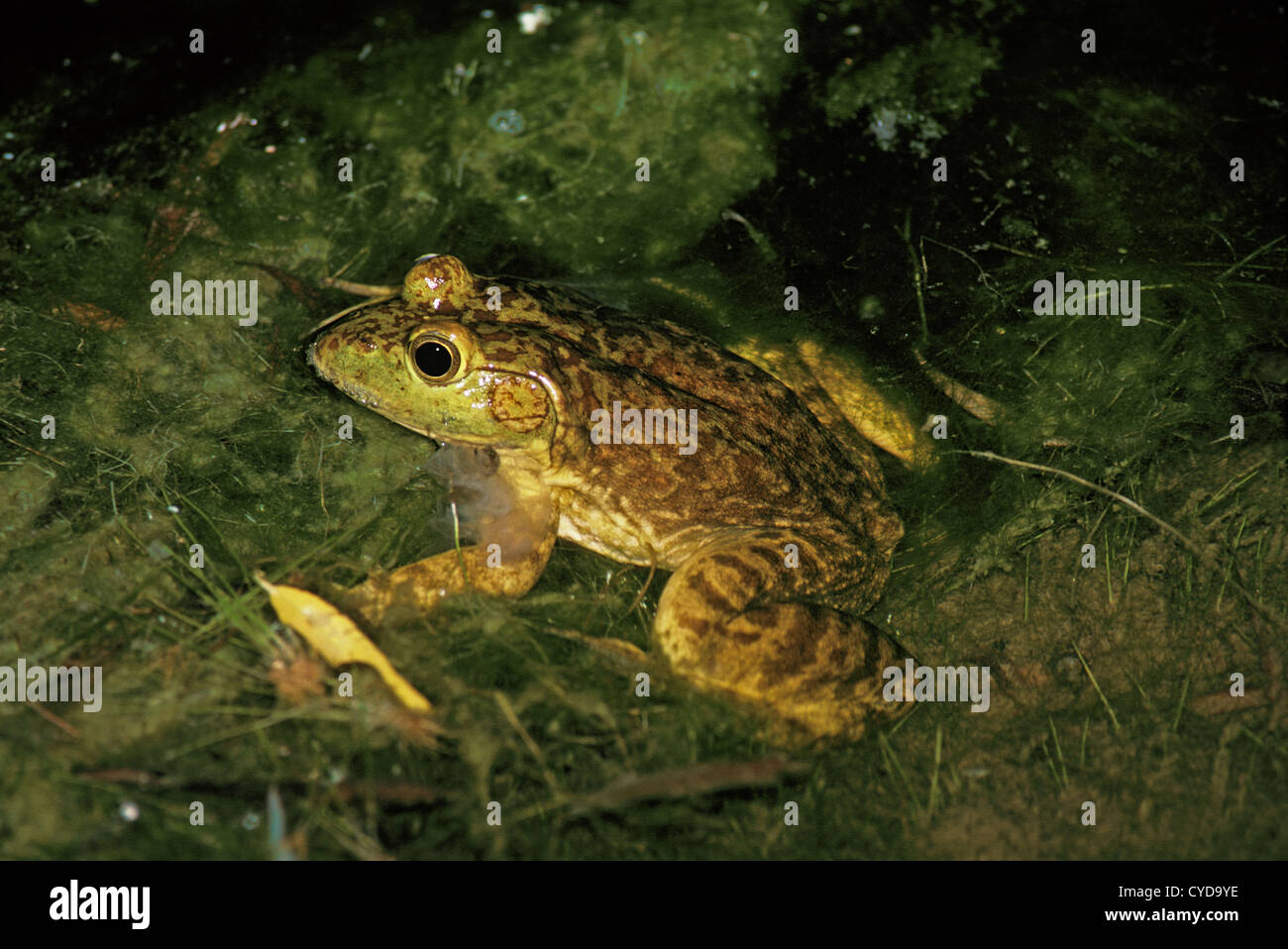 American Bullfrog Lithobates catesbeiana Portal, Cochise County ...