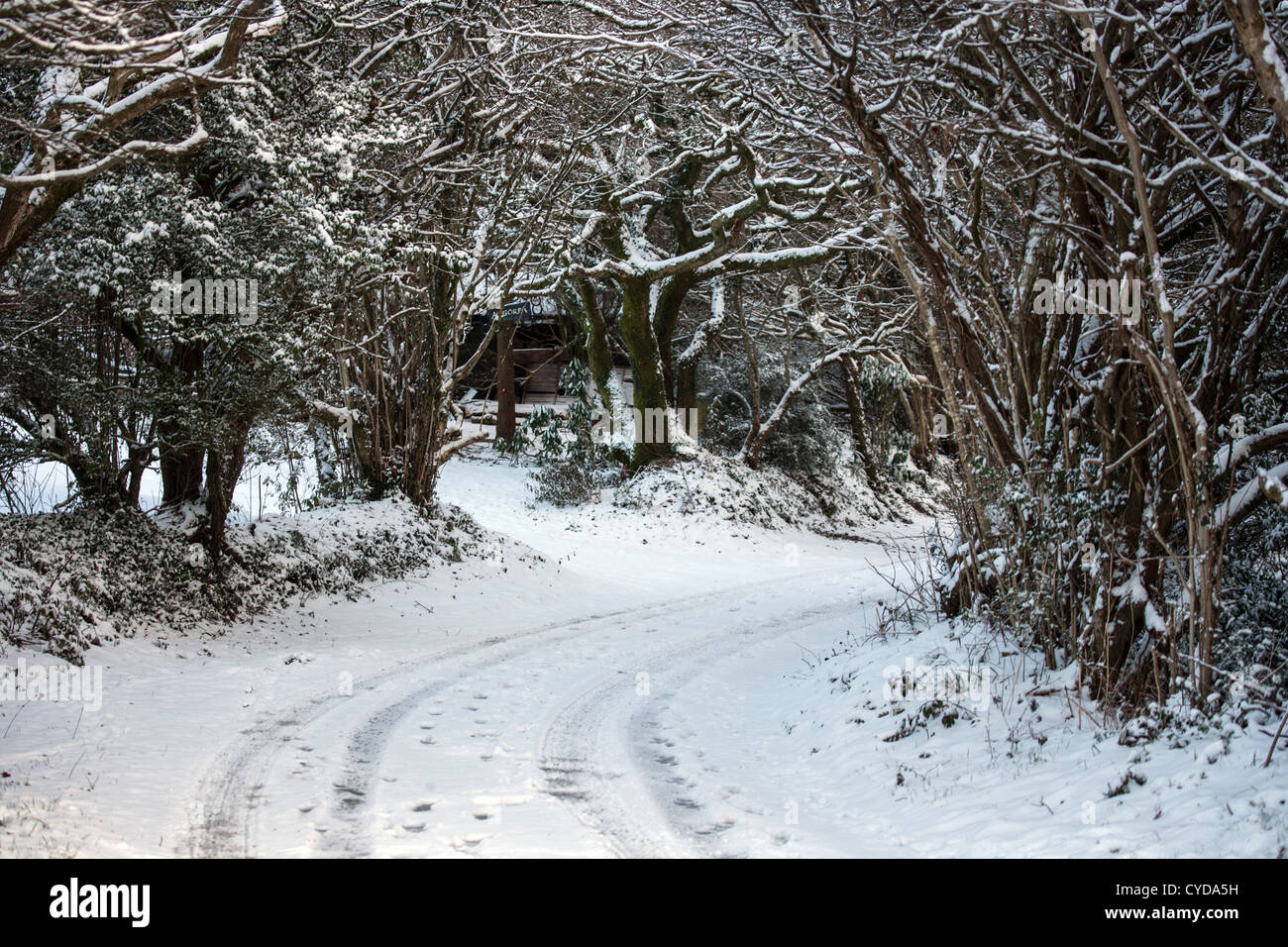 A snow covered country road with tracks and trees either side Stock ...