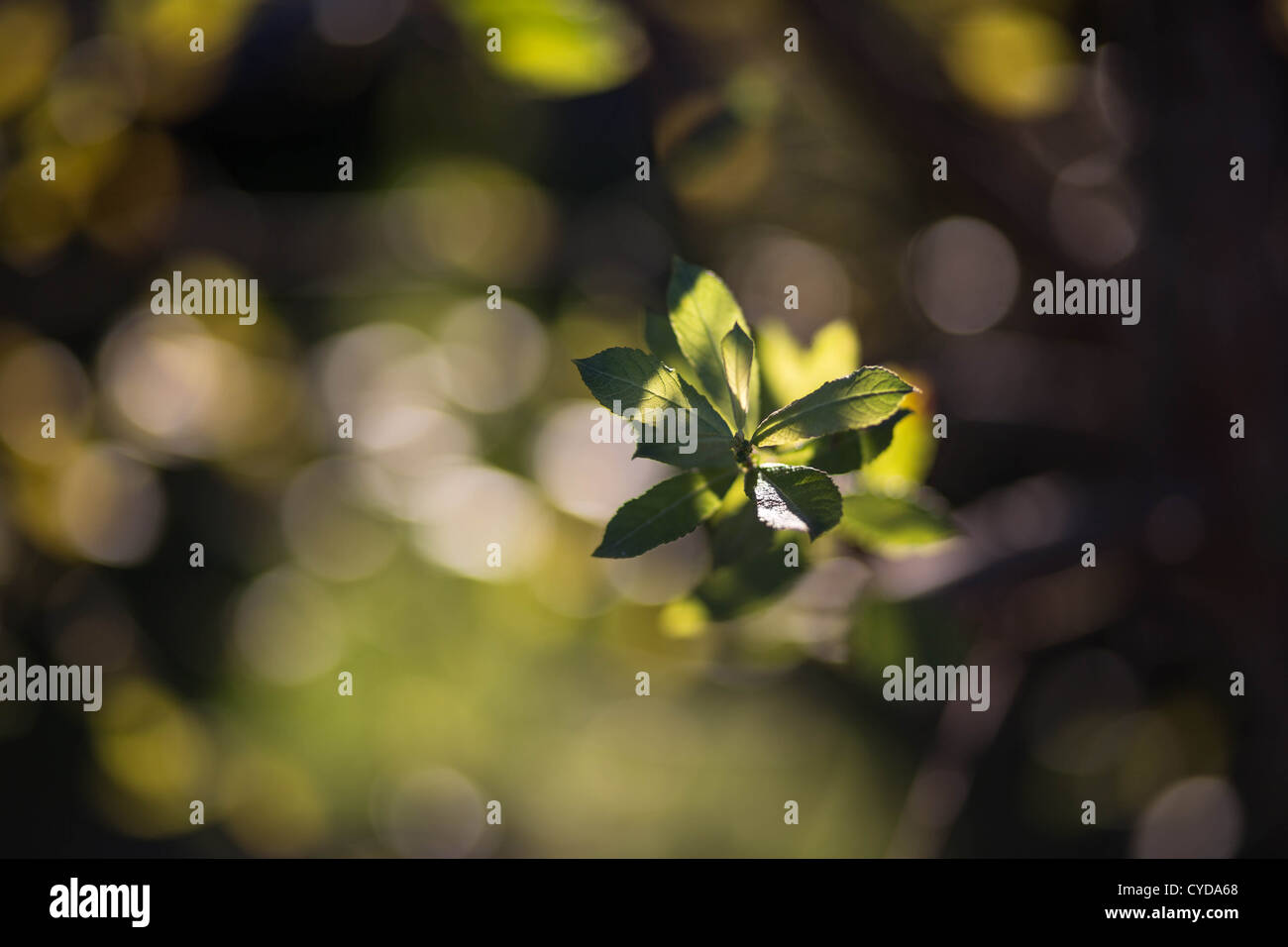Focus in sun hi-res stock photography and images - Alamy