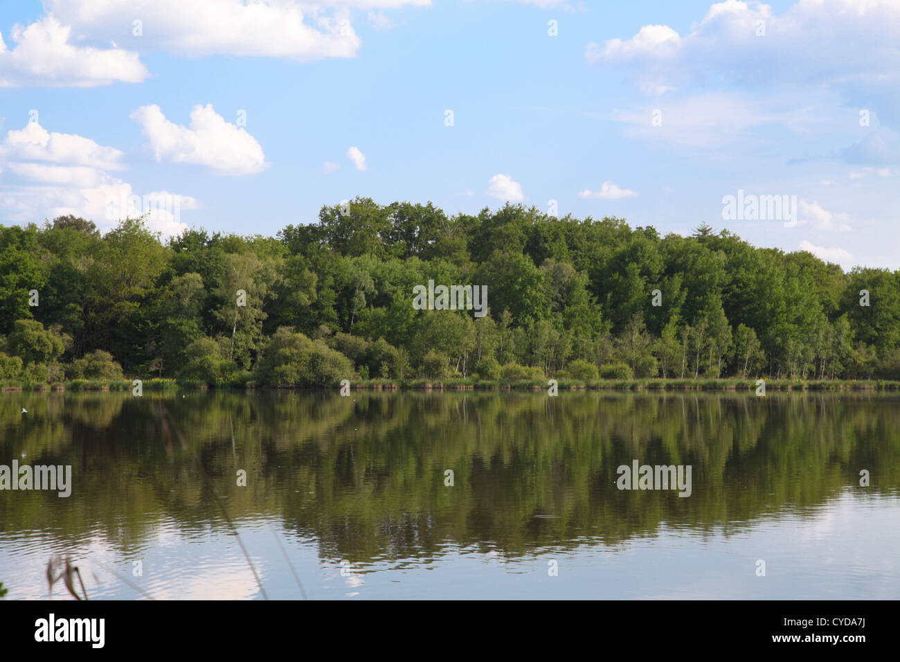 Sologne forest hi-res stock photography and images - Alamy