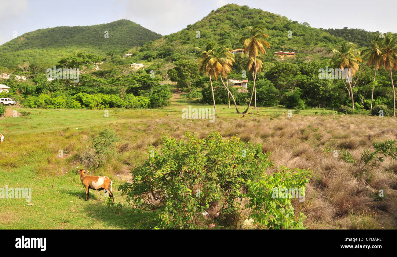 Blue sky view brown goat standing green coastal lowland towards palm ...