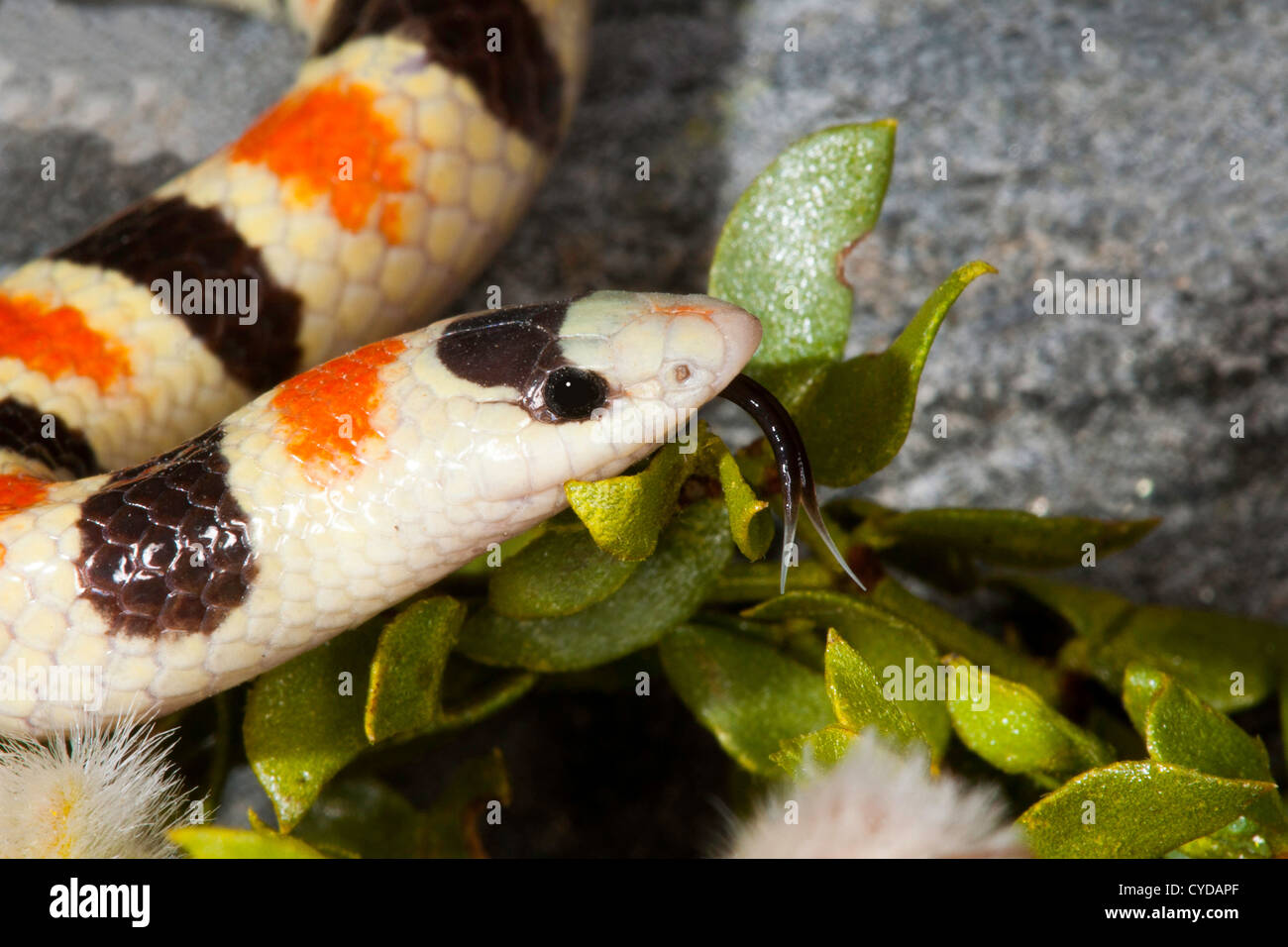 Western Shovel-nosed Snake Chionactis occipitalis Anza-Borrego Desert ...