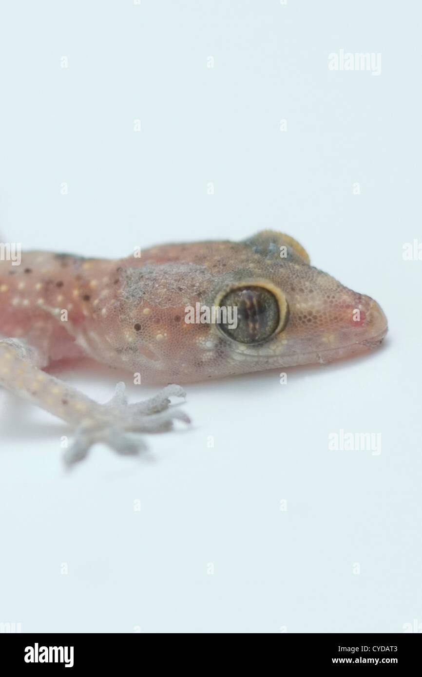 Baby gecko hi-res stock photography and images - Alamy