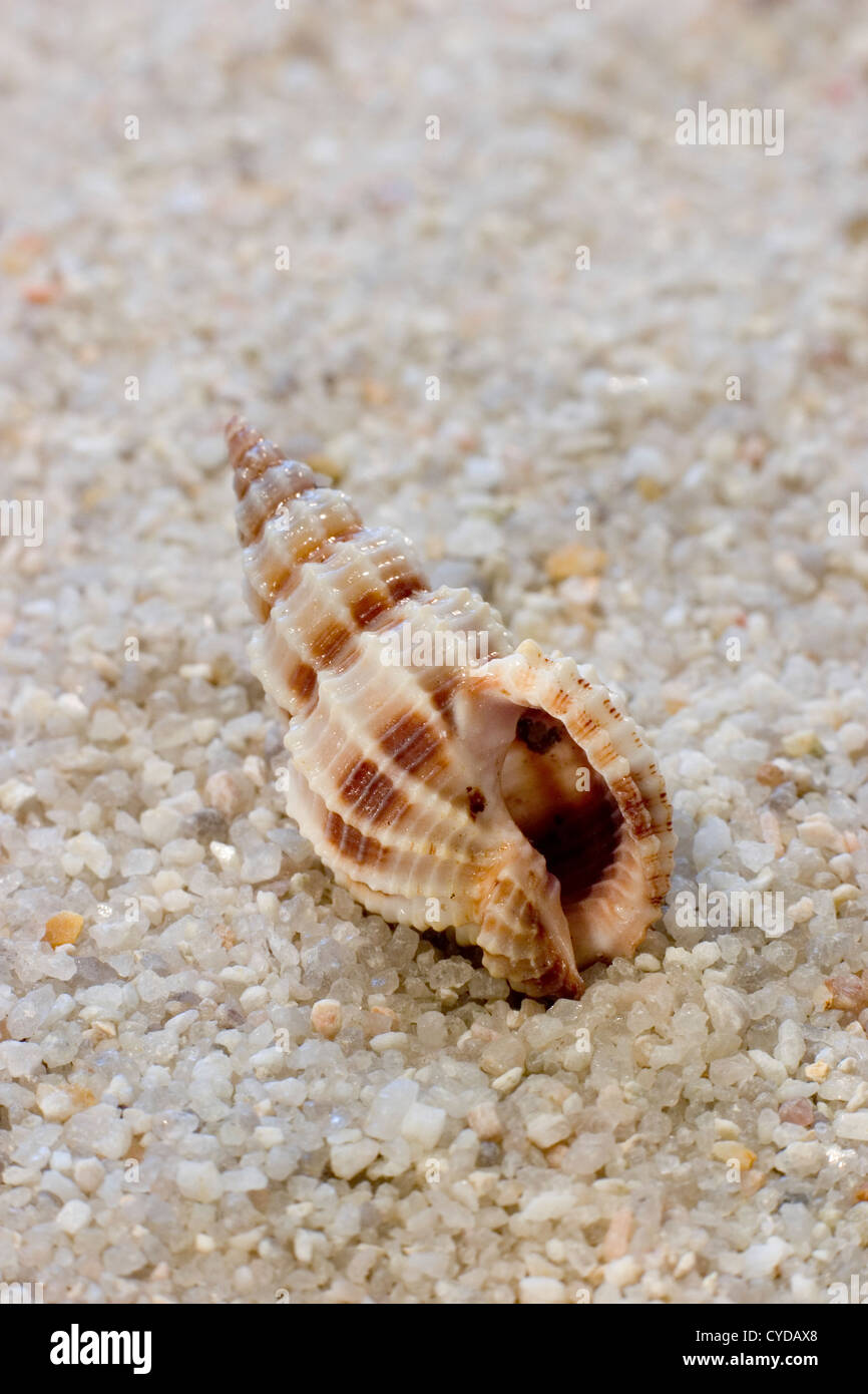 Shell whorls hi-res stock photography and images - Alamy