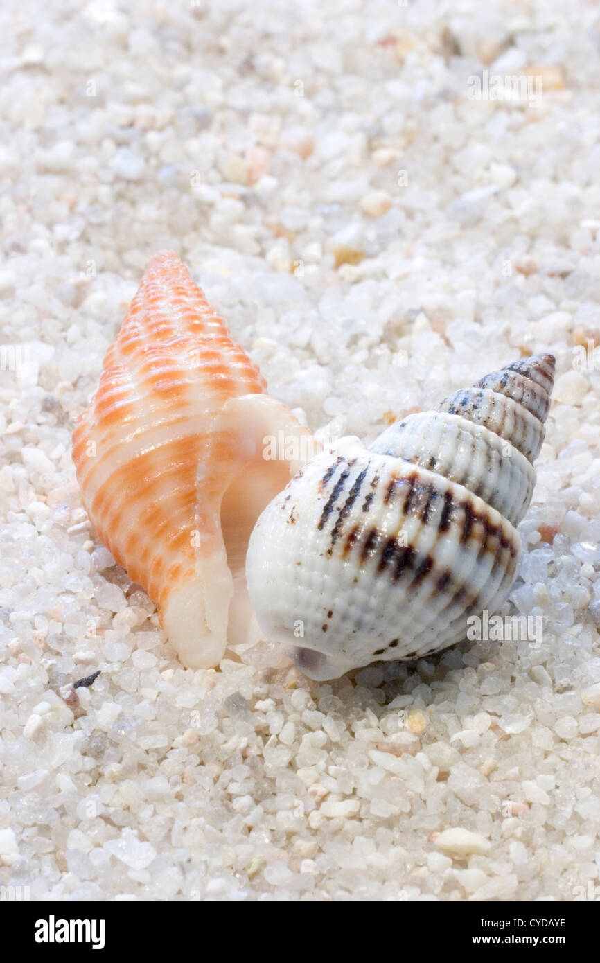 Mollusc exoskeleton hi-res stock photography and images - Alamy