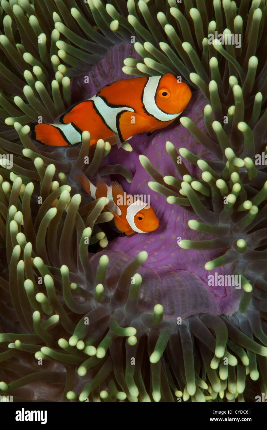 Ocellaris Clownfish Pair