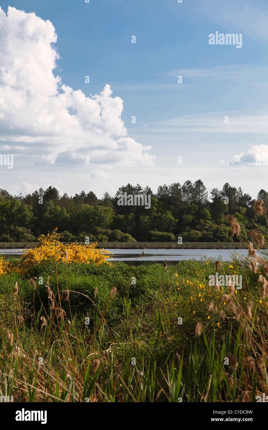 Lake in Sologne Stock Photo - Alamy