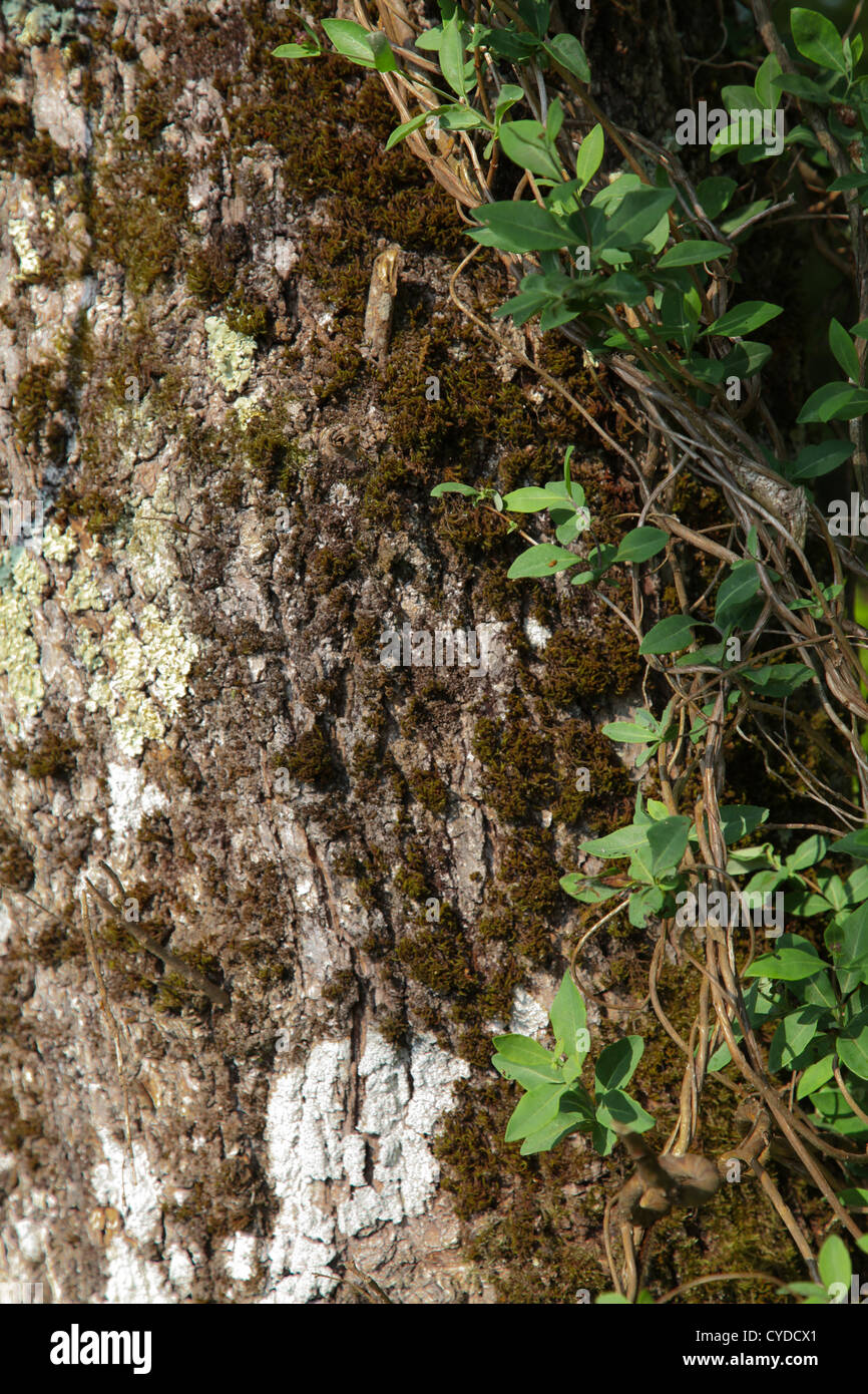 Oak stem hi-res stock photography and images - Alamy