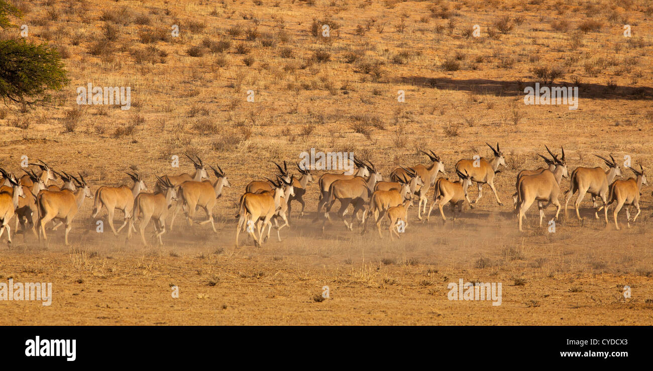 eland antelope herd running Stock Photo - Alamy