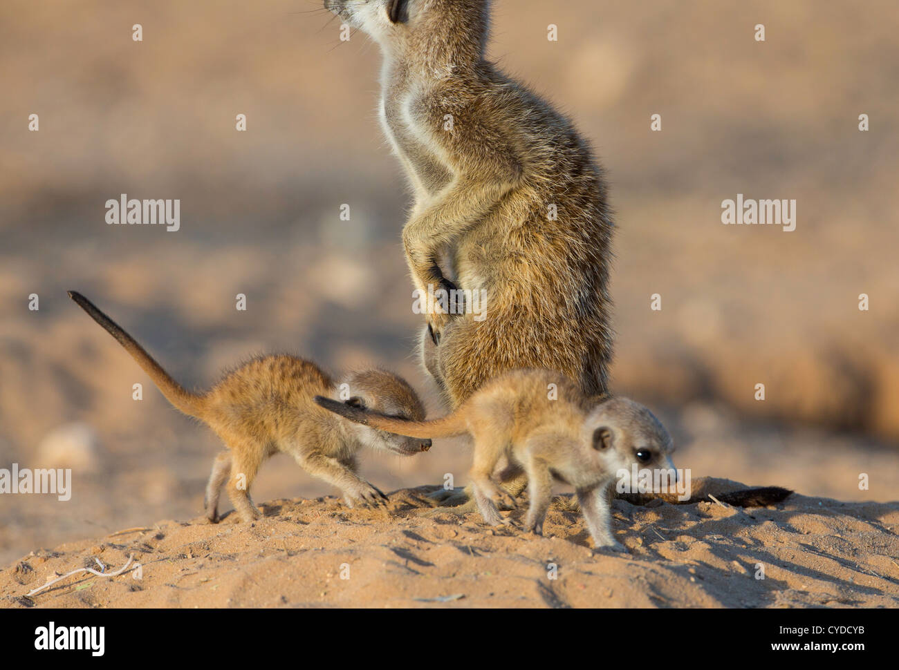 suricate meerkat babies playing Stock Photo - Alamy