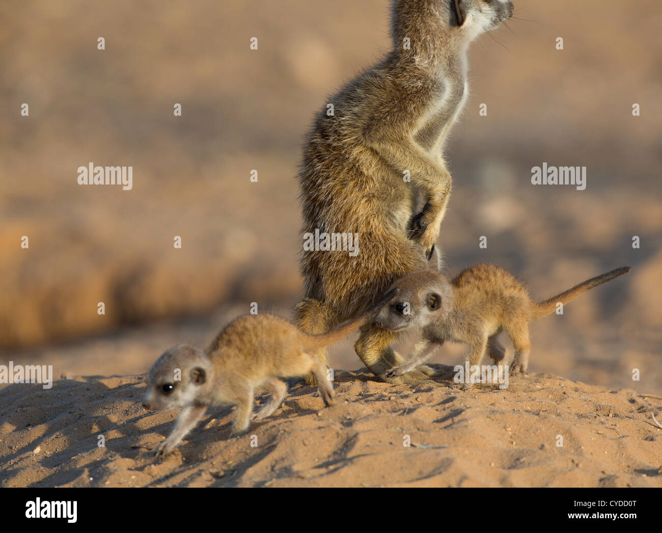 suricate meerkat babies playing Stock Photo - Alamy