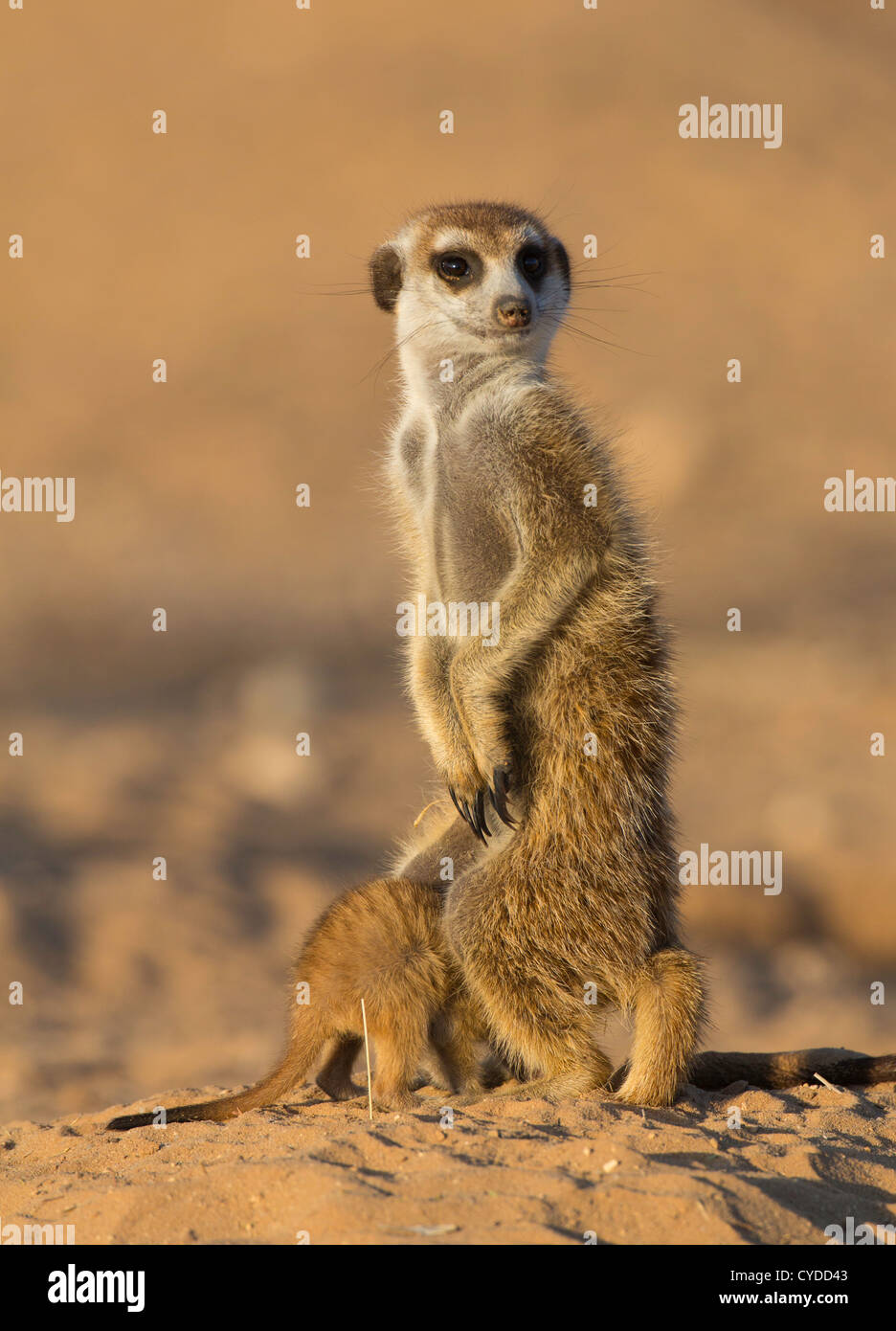 Baby suricate hi-res stock photography and images - Alamy