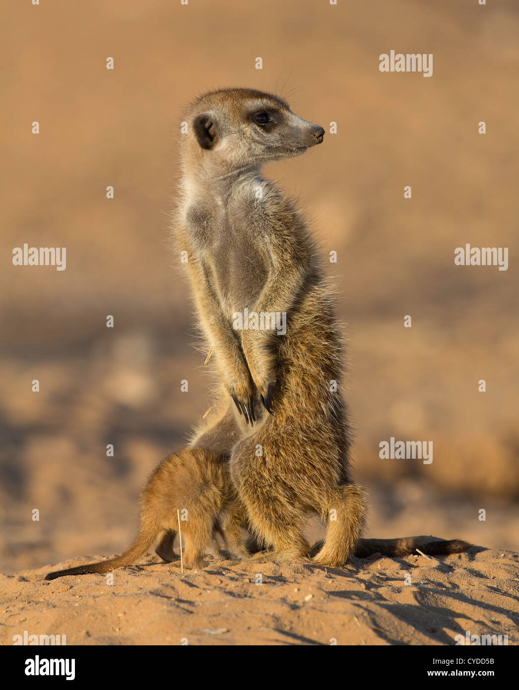 suricate meerkat with baby Stock Photo - Alamy