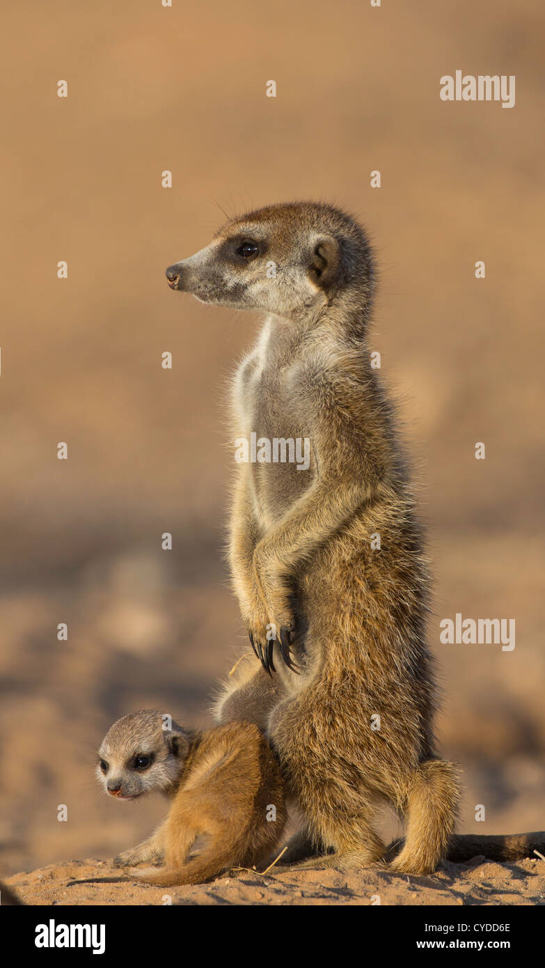 suricate meerkat with baby Stock Photo - Alamy