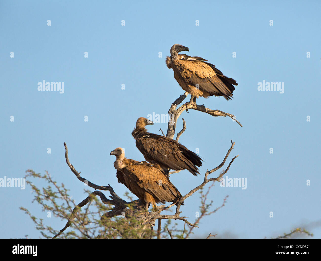 Vultures desert hi-res stock photography and images - Alamy
