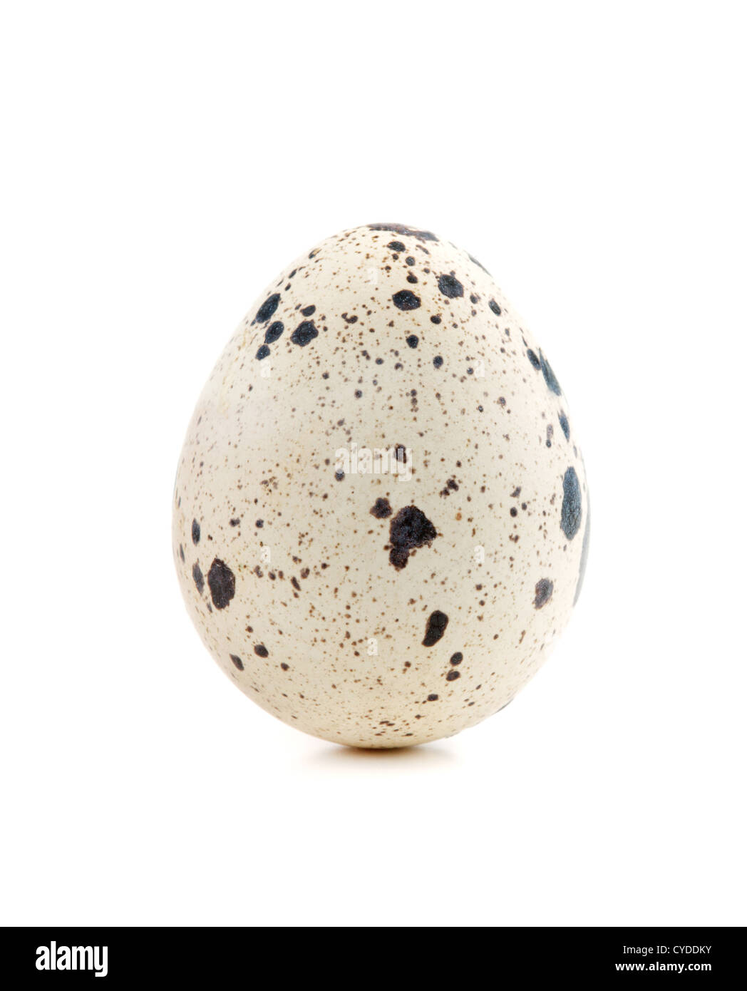 One quail egg. Isolated on white background Stock Photo - Alamy
