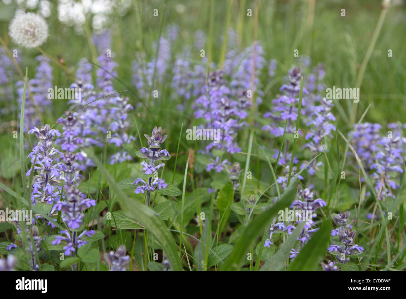 Flowers in the countryside Stock Photo - Alamy