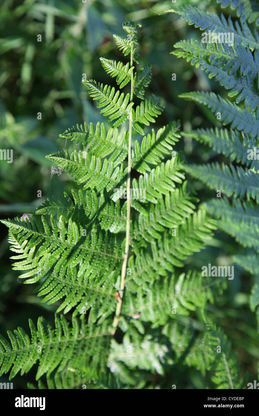 Fern in Sologne Stock Photo - Alamy