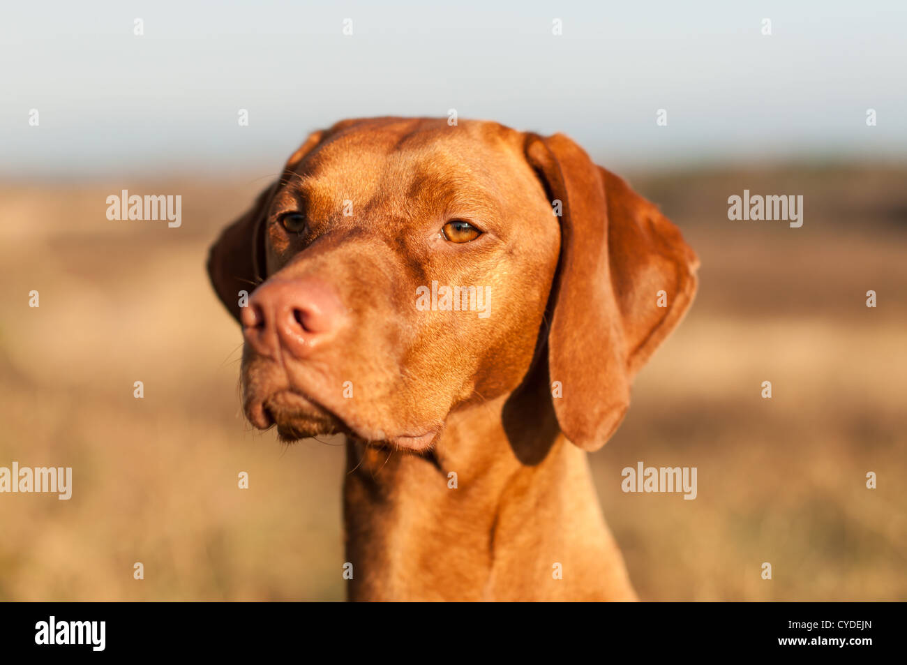A Hungarian pointer (Magyar vizsla) dog stares out across a field ...