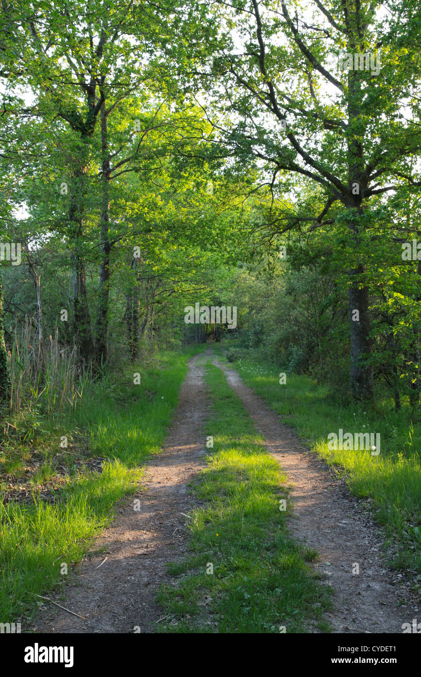 Sologne forest hi-res stock photography and images - Alamy