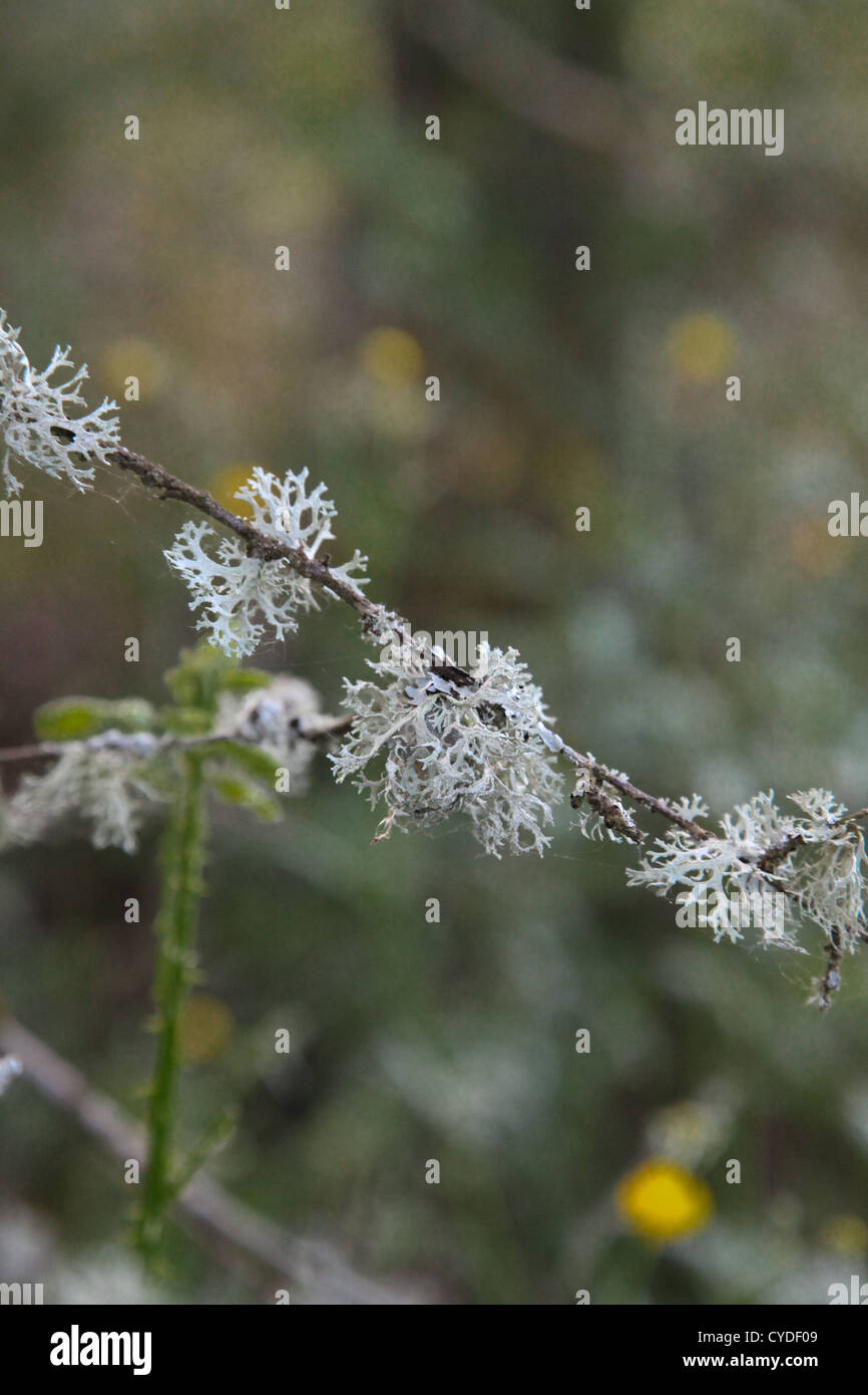 Lichen on a branch Stock Photo - Alamy