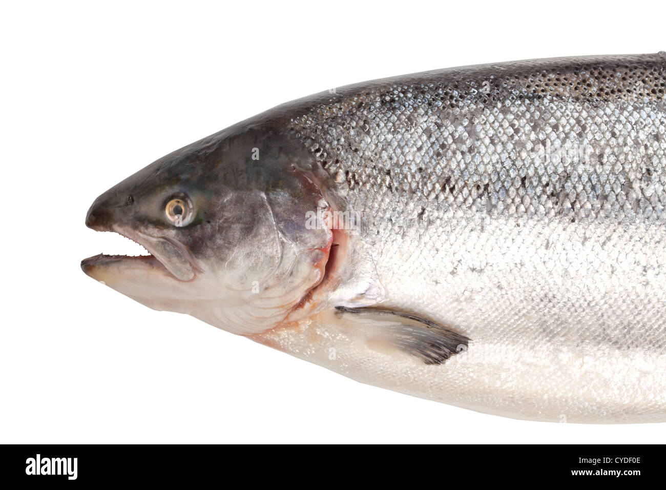 Big salmon hi-res stock photography and images - Alamy