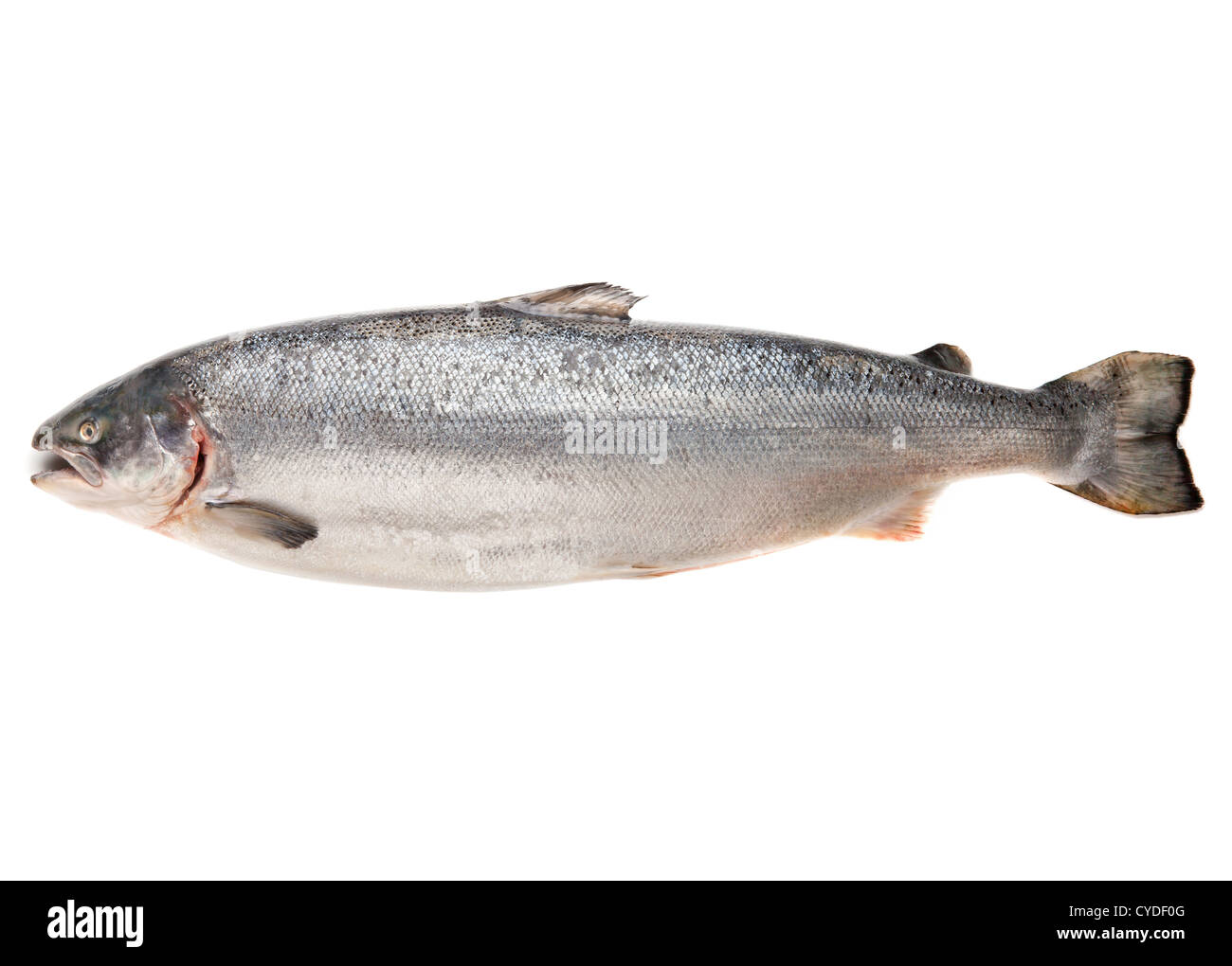 Big salmon hi-res stock photography and images - Alamy