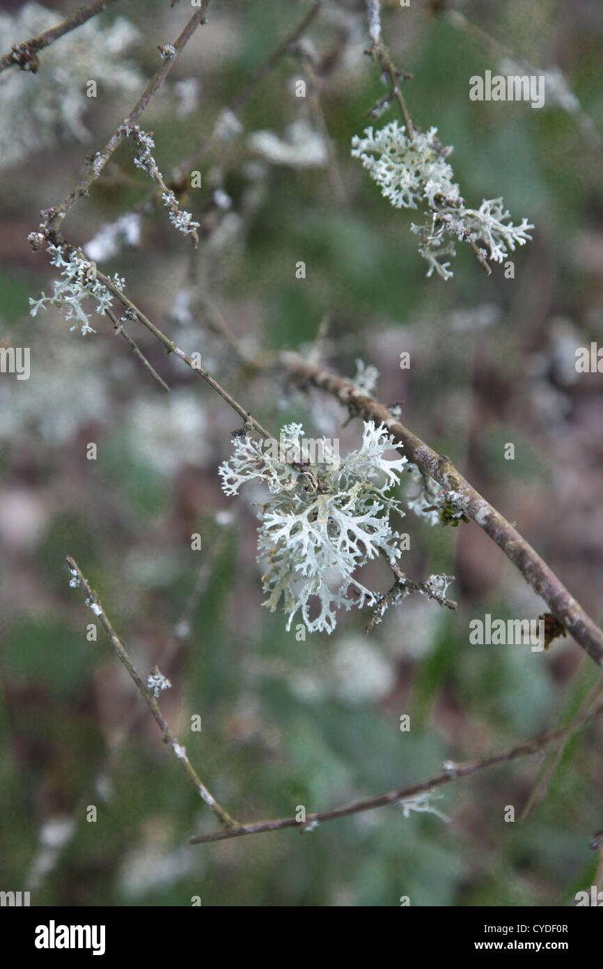 Lichen on a branch Stock Photo - Alamy