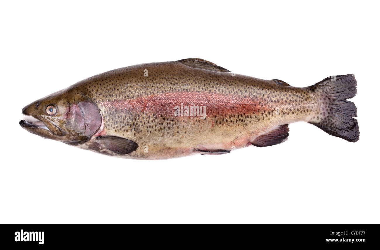 Fresh russian salmon. Isolated on white background Stock Photo - Alamy