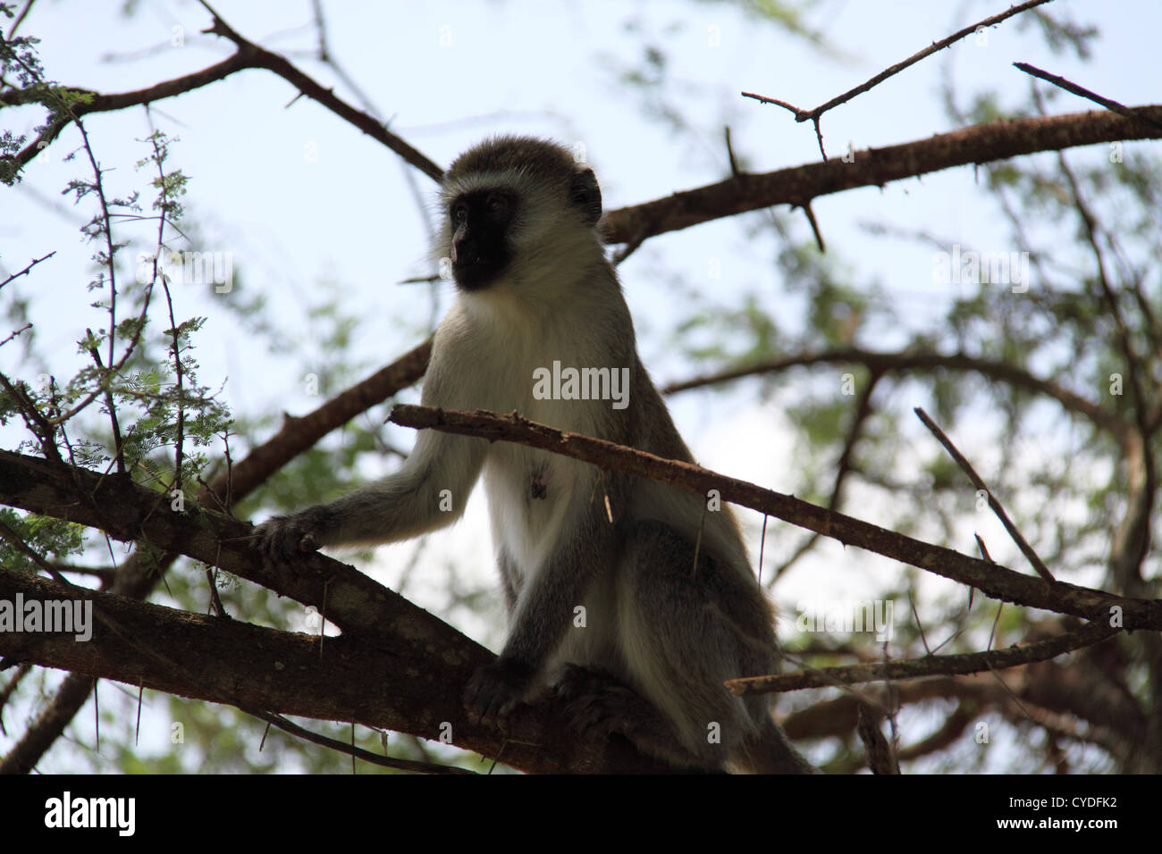 Tarangire national park monkey hi-res stock photography and images - Alamy