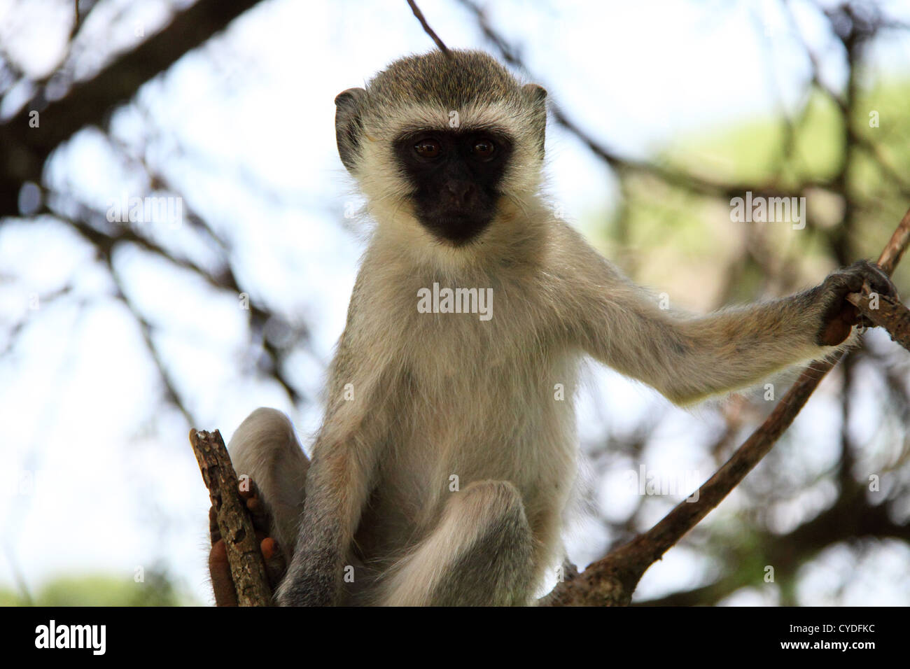 Vervet Monkey (Chlorocebus pygerythrus), Tarangire National Park ...