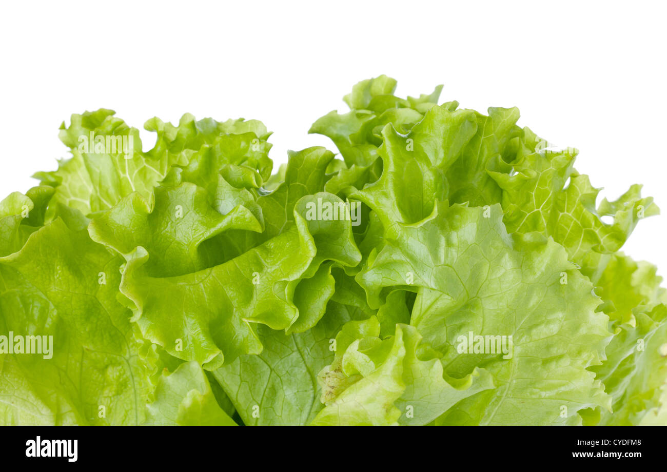 Freshness green lettuce salad. Isolated on white background Stock Photo ...