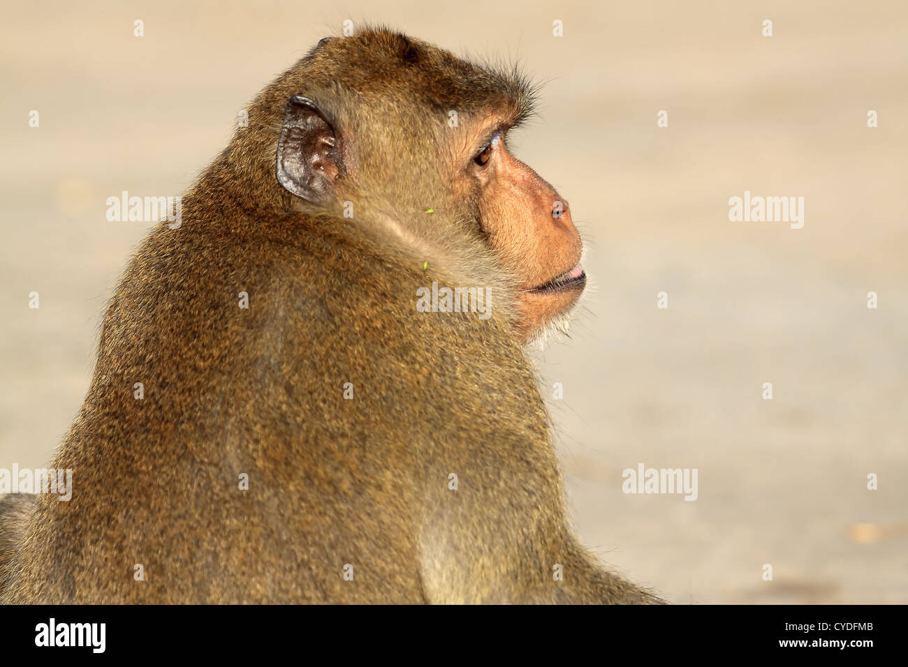 close up monkey Stock Photo - Alamy