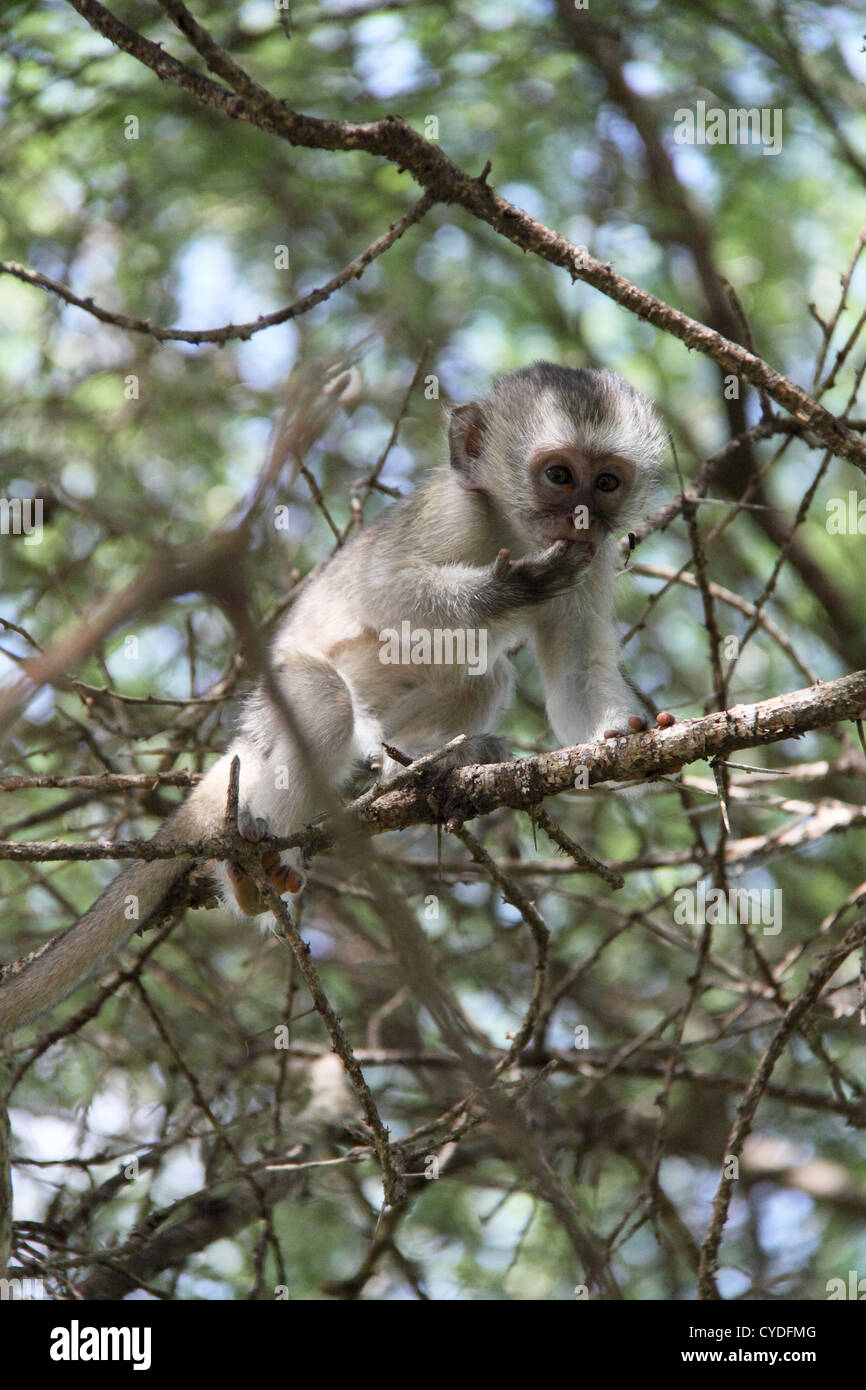 Vervet Monkey (Chlorocebus pygerythrus), Tarangire National Park ...