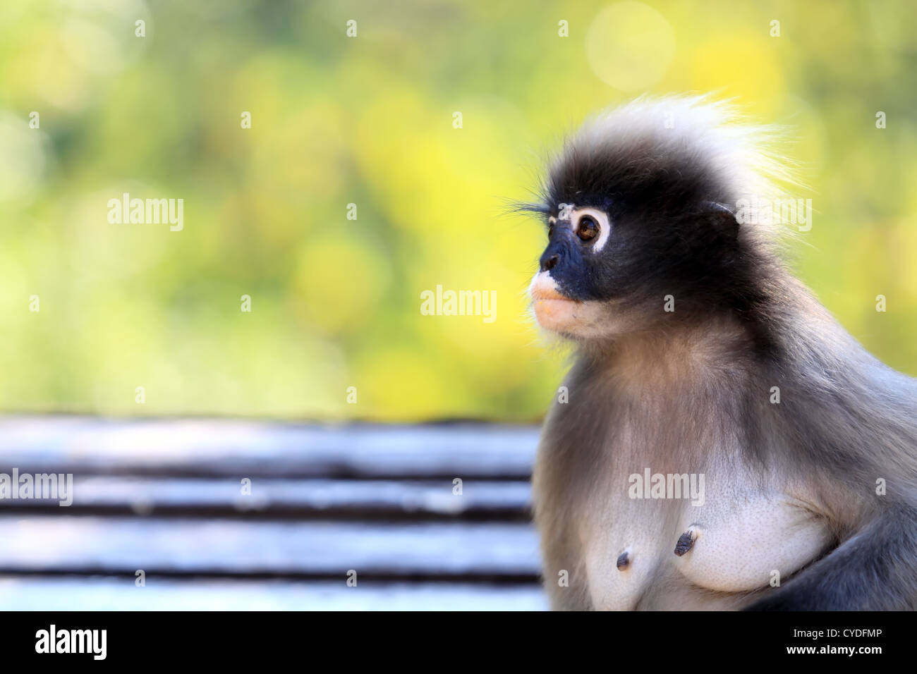 Dusky Leaf Monkey Stock Photo - Alamy