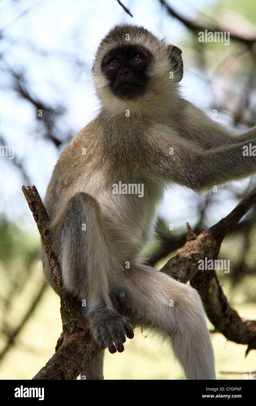 Vervet Monkey (Chlorocebus pygerythrus), Tarangire National Park ...