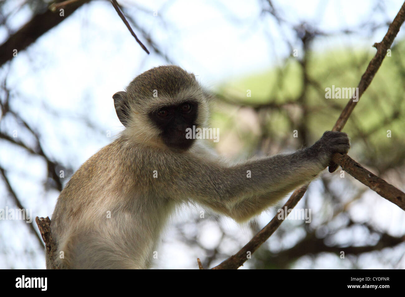 Vervet Monkey (Chlorocebus pygerythrus), Tarangire National Park ...