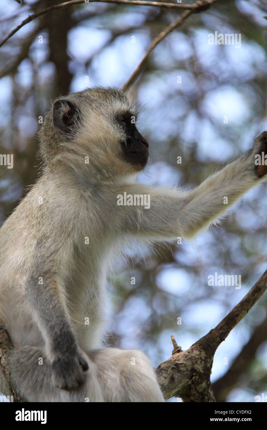 Vervet Monkey (Chlorocebus pygerythrus), Tarangire National Park ...